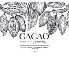 Cocoa Banner Template Chocolate Cocoa Beans Vector Image