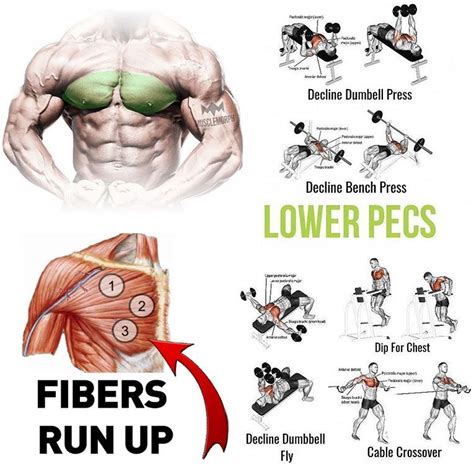 Best Chest Workout Routine For Definition At Alan Darlington Blog