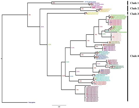 the bayesian tree from combined analysis of the cytb and coi sequences