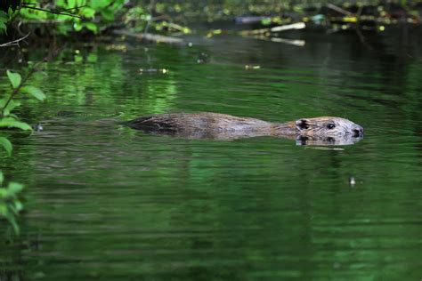 Flamman Vad Vet Ai Om Min Bäver