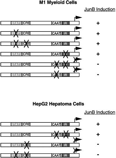 Schematic Summary Diagram Depicting Promoter Elements That Participate