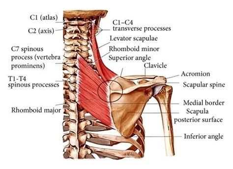 Levator Scapulae Stretches