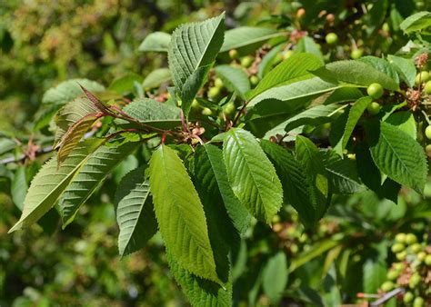 Prunus Avium Landscape Plants Oregon State University
