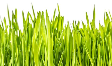 Premium Photo Green Grass On White Background