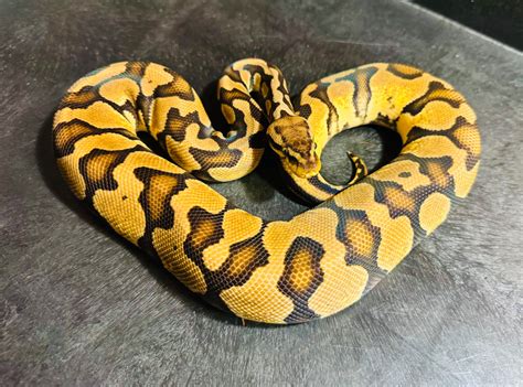 Female Enchi Firevanilla Pastel 100 Het Pied Ball Python Reptiles