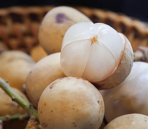 Lansium Parasiticum Duku Langsat Seeds