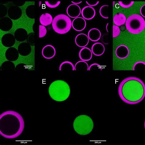 Impermeability Of Apcn Microcapsules For Macromolecules A C Clsm