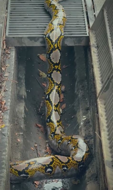 Python Gets Stuck In Hong Lim Park Drain Pipe NParks Personnel Spend Over 4 Hours Freeing It