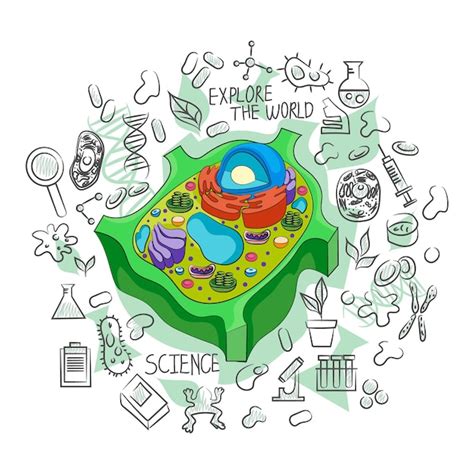 Premium Vector Handdrawn Sciencethemed Vector Illustration With A Colorful Cell Structure On A