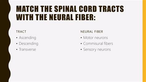 Spinal Cord Peripheral Nervous System PPT