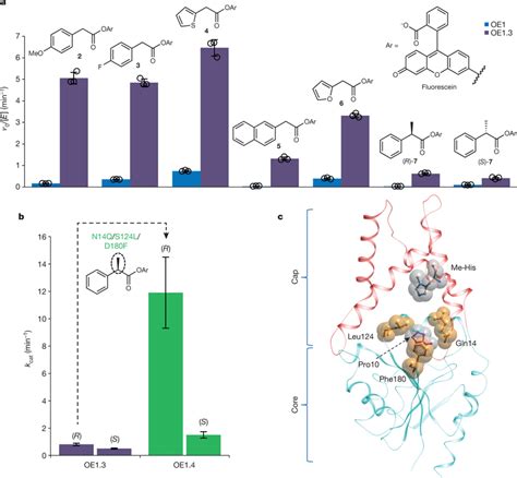Substrate Promiscuity Of Oe13 And Engineering Of An Enantioselective Download Scientific
