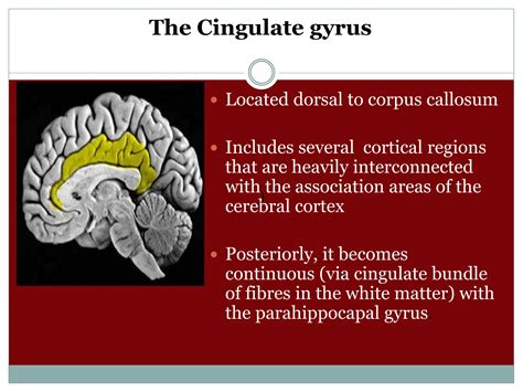 Limbicsystem Pptthe Limbic System Is A Group Of Interconnected Brain Structures That Help