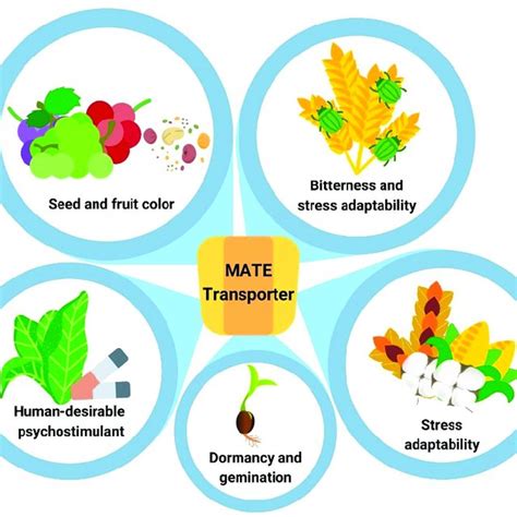 Agronomic Traits Of Crops Including Seed And Fruit Color Seed Dormancy