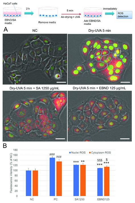 Effects Of Ebnd And Sa On Air Drying And Uva Caused Intracellular Ros Download Scientific Effects Of Ebnd And Sa On Air Drying And Uva Caused Intracellular Ros Download Scientific