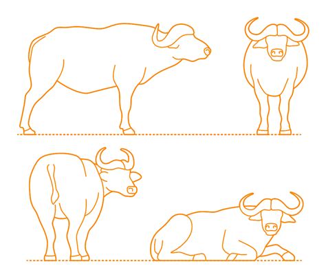 Burmese Python Python Bivittatus Dimensions And Drawings
