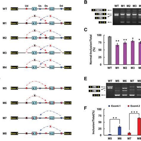 Bidirectional Rna Pairing Controls Alternative Exon 4 Inclusion In