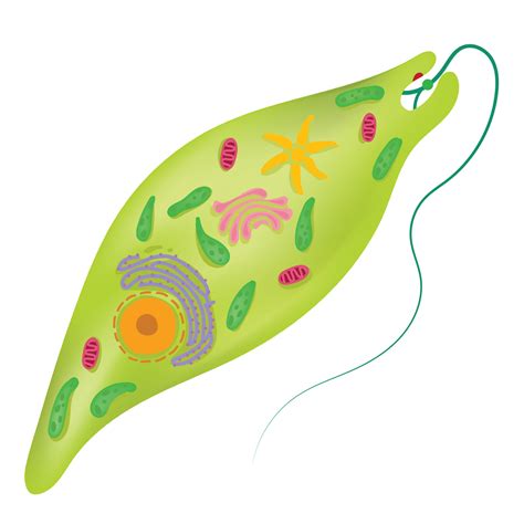 Euglena Microscope Images