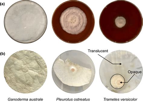Growth And Morphology Of The Ganoderma Australe Pleurotus Ostreatus Download Scientific