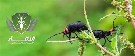 التقسيم العلمى للخنافس النقاء لمكافحة الحشرات برأس الخيمة الأمارات العربية المتحدة