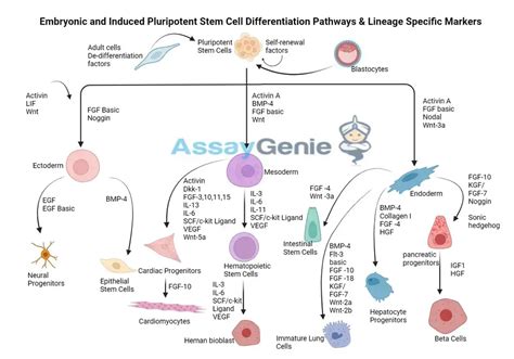 배아 유도 만능 줄기 세포 분화 경로 및 계통 특이적 마커 Assay Genie Korea