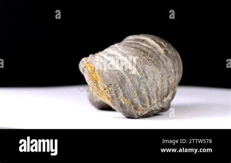 Fossil Mollusc Shell Stock Videos And Footage Hd And 4k Video Clips Alamy