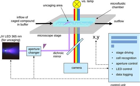 Adaptive Microfluidic Gradient Generator For Quantitative Chemotaxis