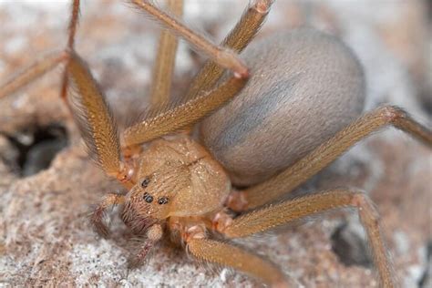 Arid Arachnid 10 Venomous Desert Spiders Whatdewhat