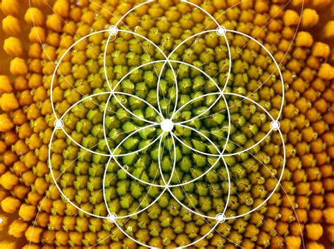 Fibonacci In Natura Alla Scoperta Della Formula Segreta Dei Fiori