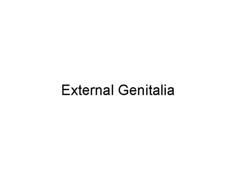 External Genitalia The External Genitalia Of The Female