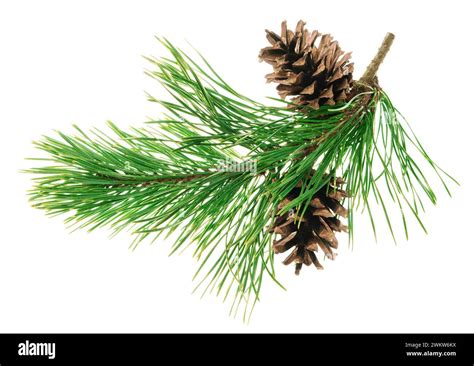 Conifer Diseases Hi Res Stock Photography And Images Alamy