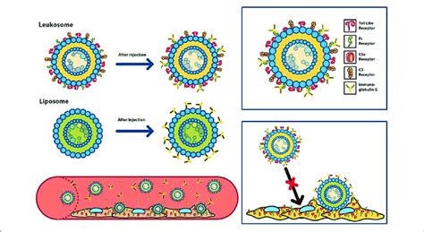 Schematic Representation Of The Differential Immunoglobulin Binding Download Scientific