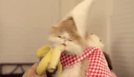 Funny S Banana Cat 