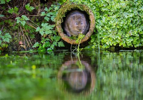 Water Voles Make Historic Return To Cumbria