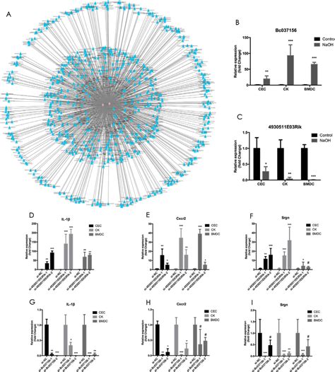 validation of lncrnas bc037156 and 4930511e03rik regulating the