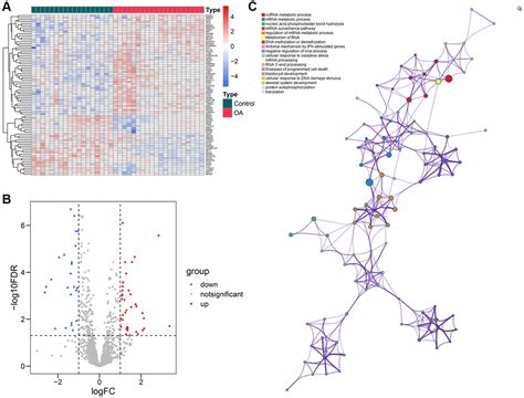 A Two Gene Random Forest Model To Diagnose Osteoarthritis Based On Rna