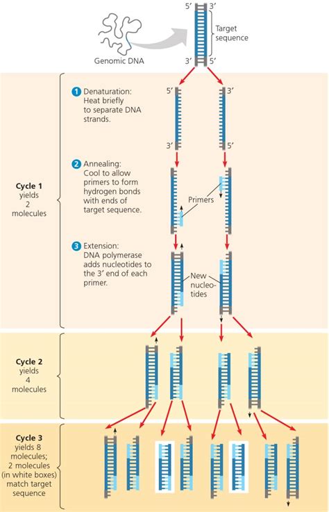 A Diagram Showing The Steps In How To Use An Occupant
