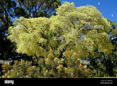 Yellow Flowering Tree Australia Hi Res Stock Photography And Images Alamy