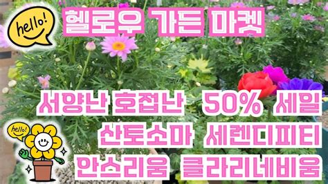 헬로우가든마켓 🌳서양난 호접난 50세일긴기아난50환타지아50청화쥐손이꽃무릇아디안텀피코크나비알로카시아안스리움 클라리네비움알로카시아세렌디피티아랄리아마오리