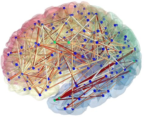 Mri Reveals The Human Connectome Blog
