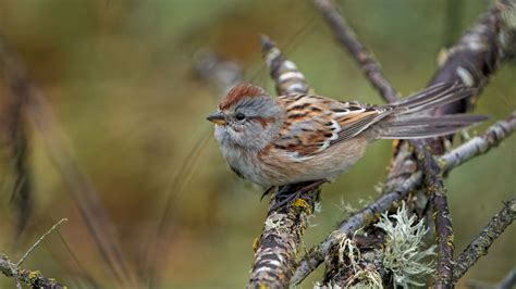 23 Types Of Sparrow Birds That You Should Know From Common House