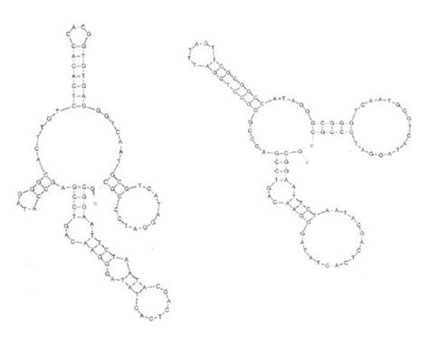 Predicted Folding Of Selected Single Stranded Dna Aptamers Stem Loop