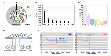 Coupling Among C Subunits For F O Rotation A Schematic Cartoon Of Download Scientific