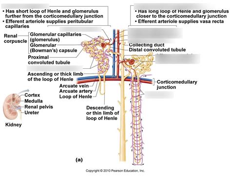 Nephron Types And Parts Diagram Quizlet