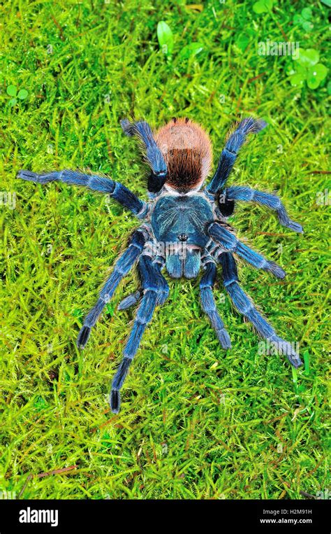 Green Bottle Blue Tarantula