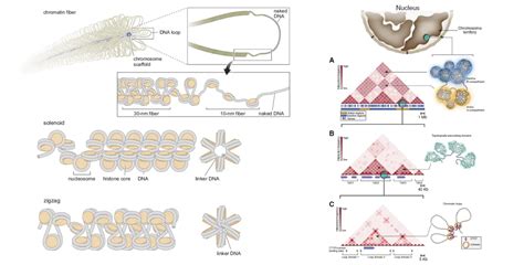 Hic数据分析 Hic数据分析 Tad分析软件—di 《三维基因组学学习笔记》 极客文档 Hic数据分析 Hic数据分析 Tad分析软件—di 《三维基因组学学习笔记》 极客文档