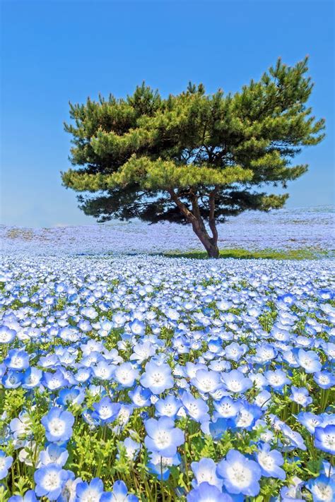 Hitachi Seaside Park Japan Træer Danmark Verden