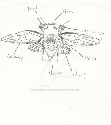 Cicada Line Drawing At GetDrawings Free Download Cicada Line Drawing At GetDrawings Free Download