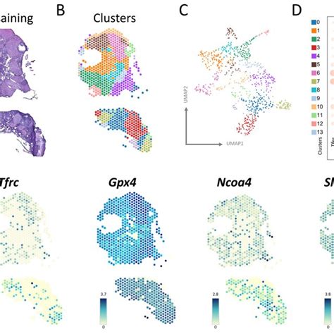Gene Expression Of Spatial Transcriptome Defined Clusters In Young And Download Scientific