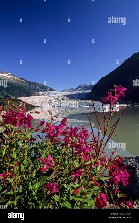 Mendenhall Glacier Lake Dwarf Fireweed Landlocked Ak Southeast Tongass
