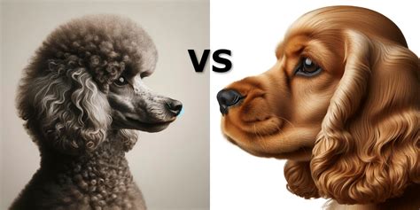 Poodle Vs Cocker Spaniel My Dog Breeds